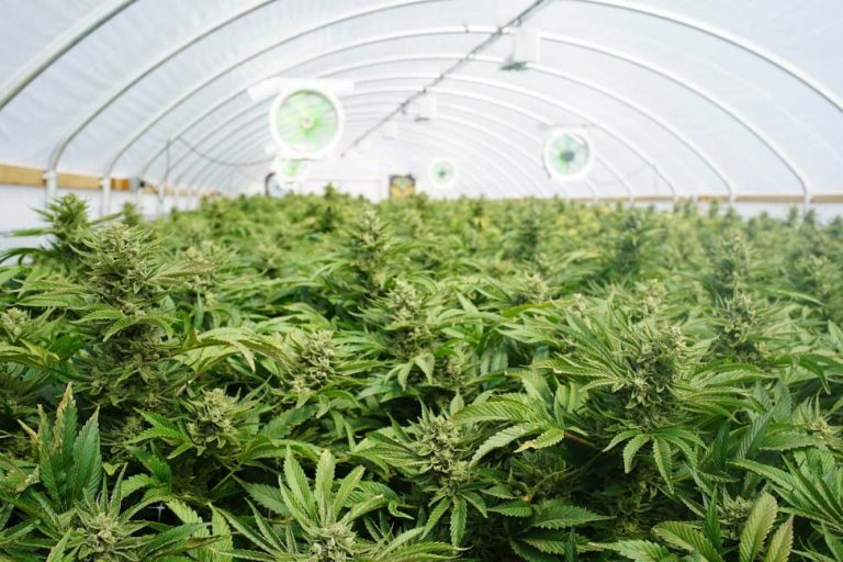 Does Medical Marijuana Show Up On Background Check Green Health Docs does-medical-marijuana-show-up-on-background-check-green-health-docs