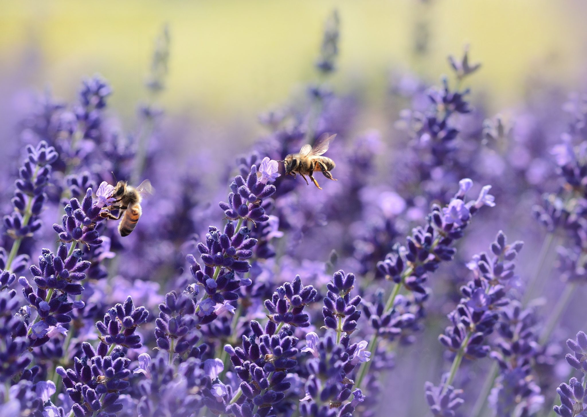 Linalool Terpene Effects & Benefits + High Linalool Strains