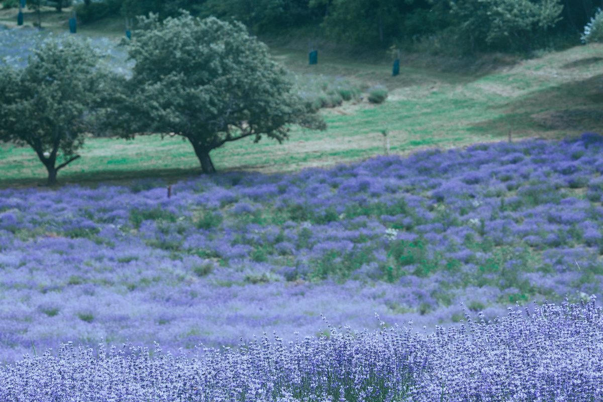 Linalool Terpene Effects & Benefits + High Linalool Strains Linalool Terpene Effects & Benefits + High Linalool Strains