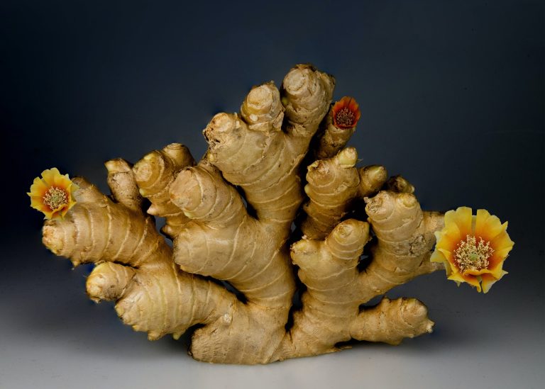 What is Humulene? Alpha-Humulene Terpene Effects, Benefits, Strains & More